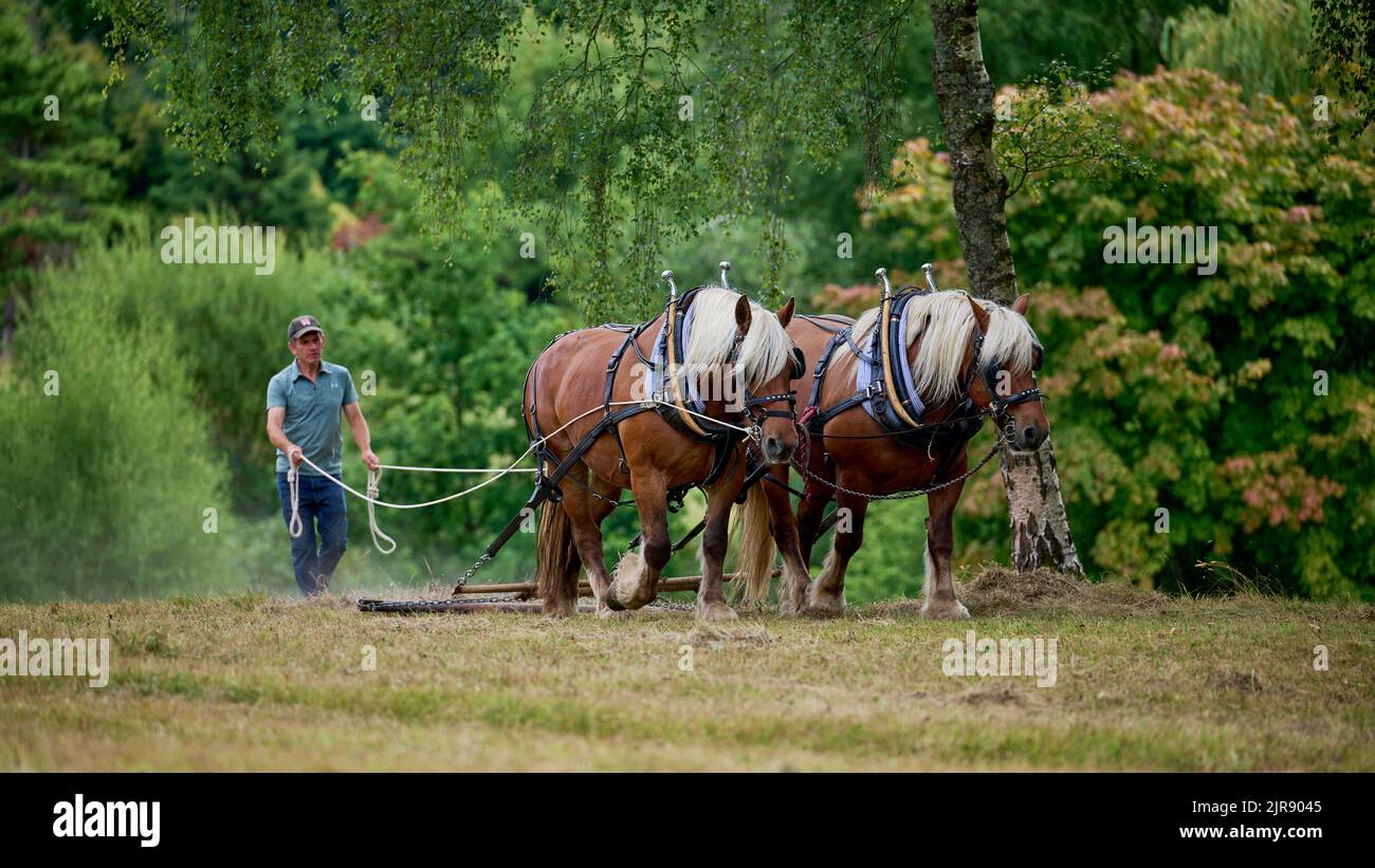 Pair of horses pulling a harrow Stock Photo - Alamy