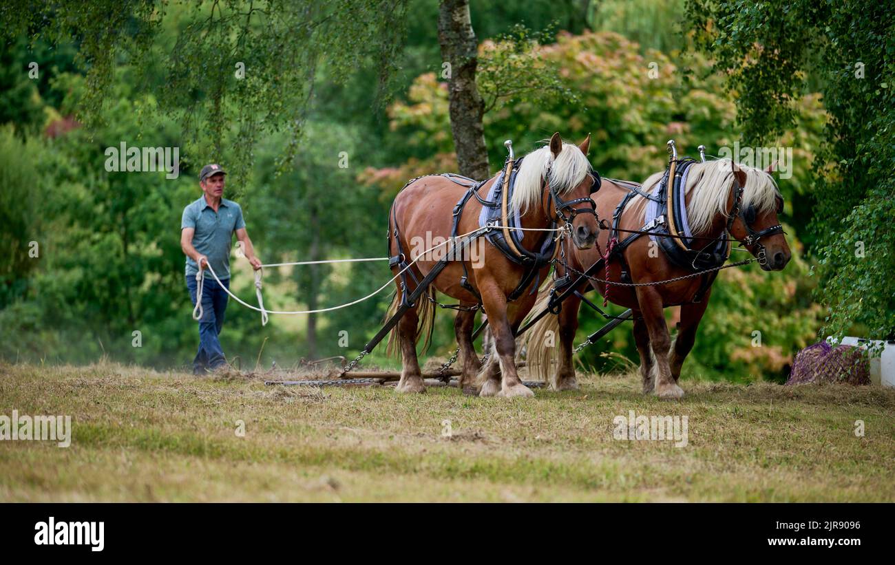 Pair of horses pulling a harrow Stock Photo - Alamy