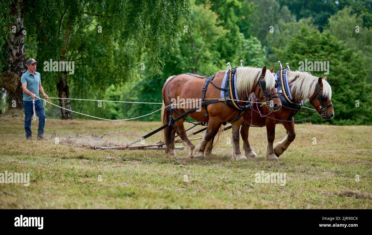 Pair of horses pulling a harrow Stock Photo - Alamy
