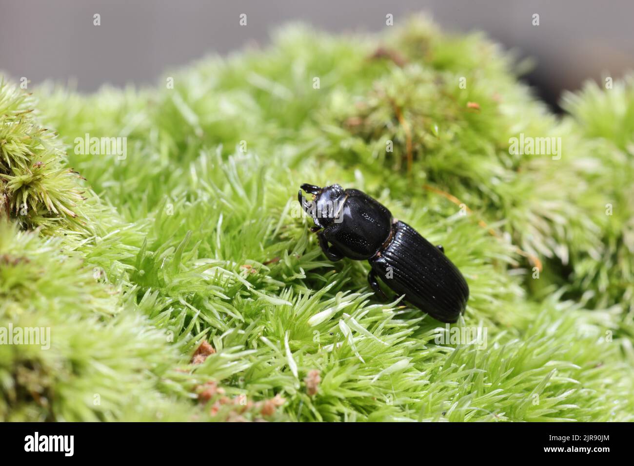 Japanese small beetle (Figulus binodulus) in Japan Stock Photo - Alamy
