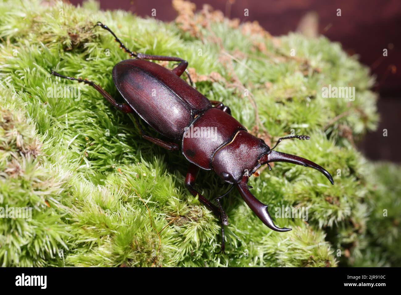 Dorcus rectus beetle in Japan Stock Photo - Alamy