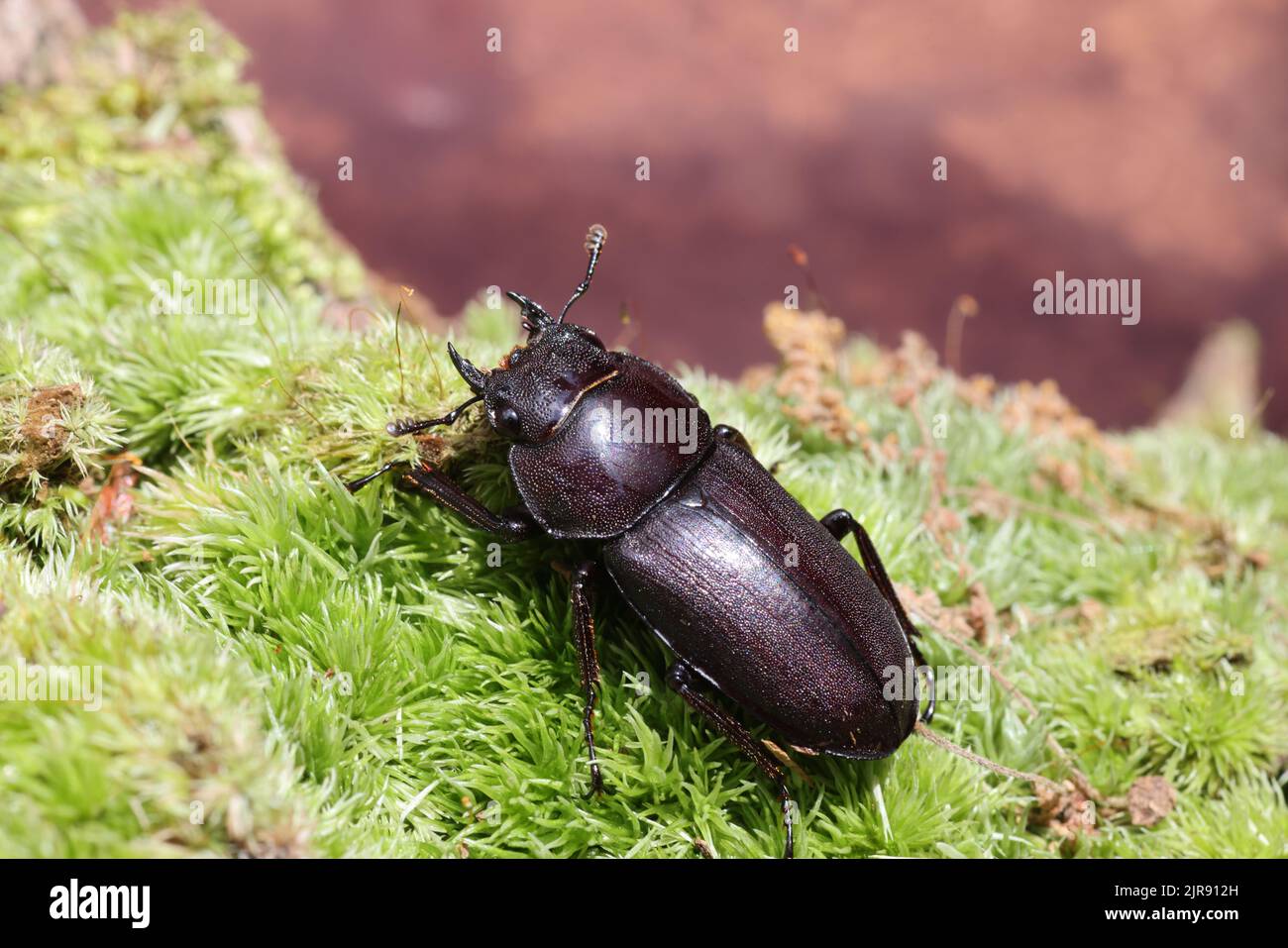 Dorcus rectus beetle in Japan Stock Photo - Alamy