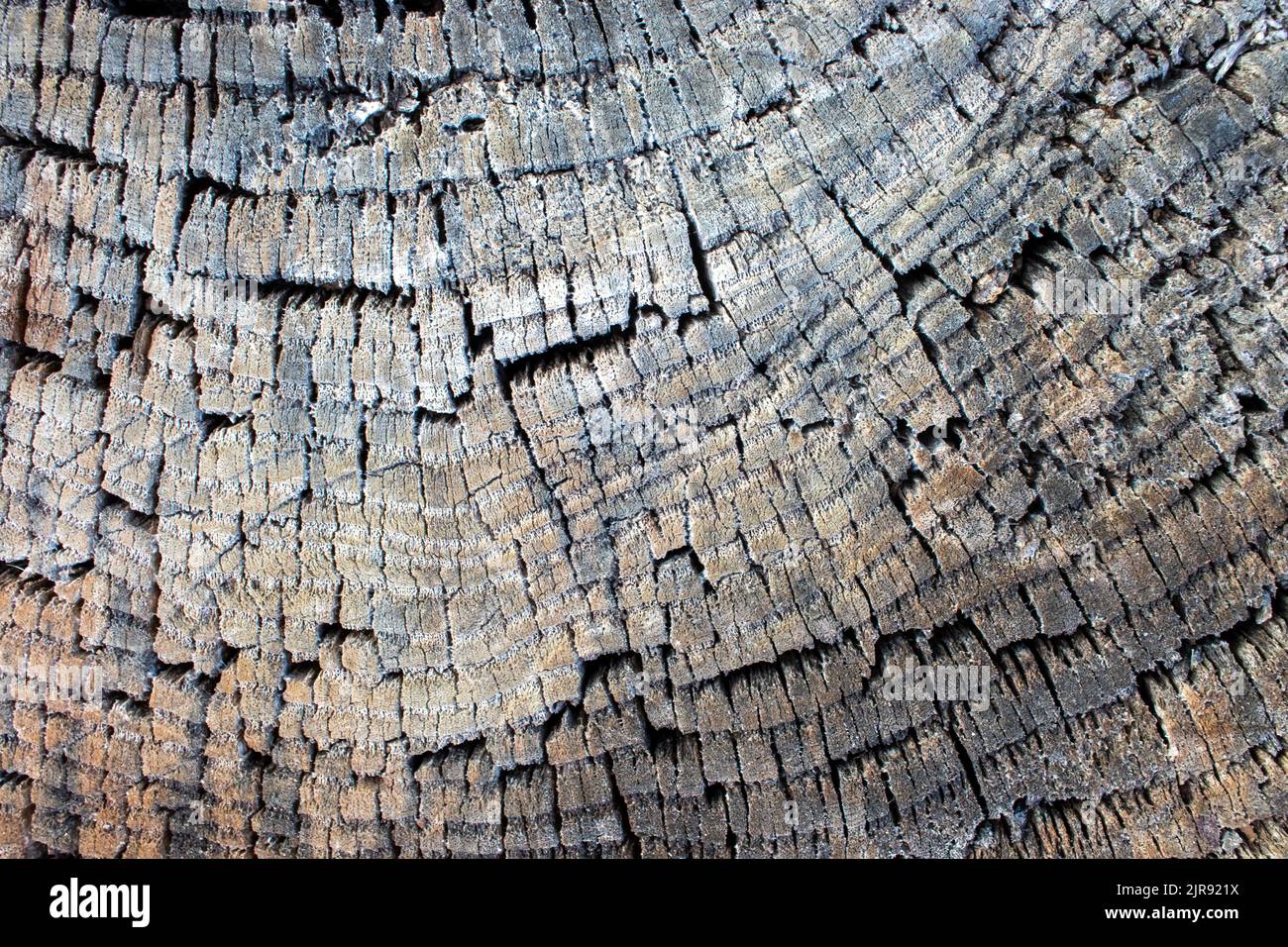 Old wood texture background. Stump with tree rings pattern. Natural ...