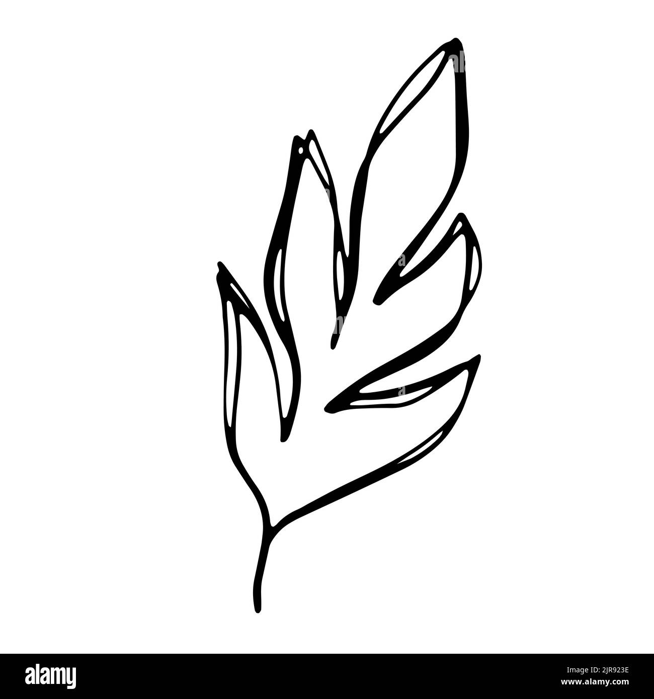 Delicate sketch of leaves. Vector illustration in hand drawn style ... Delicate sketch of leaves. Vector illustration in hand drawn style ...