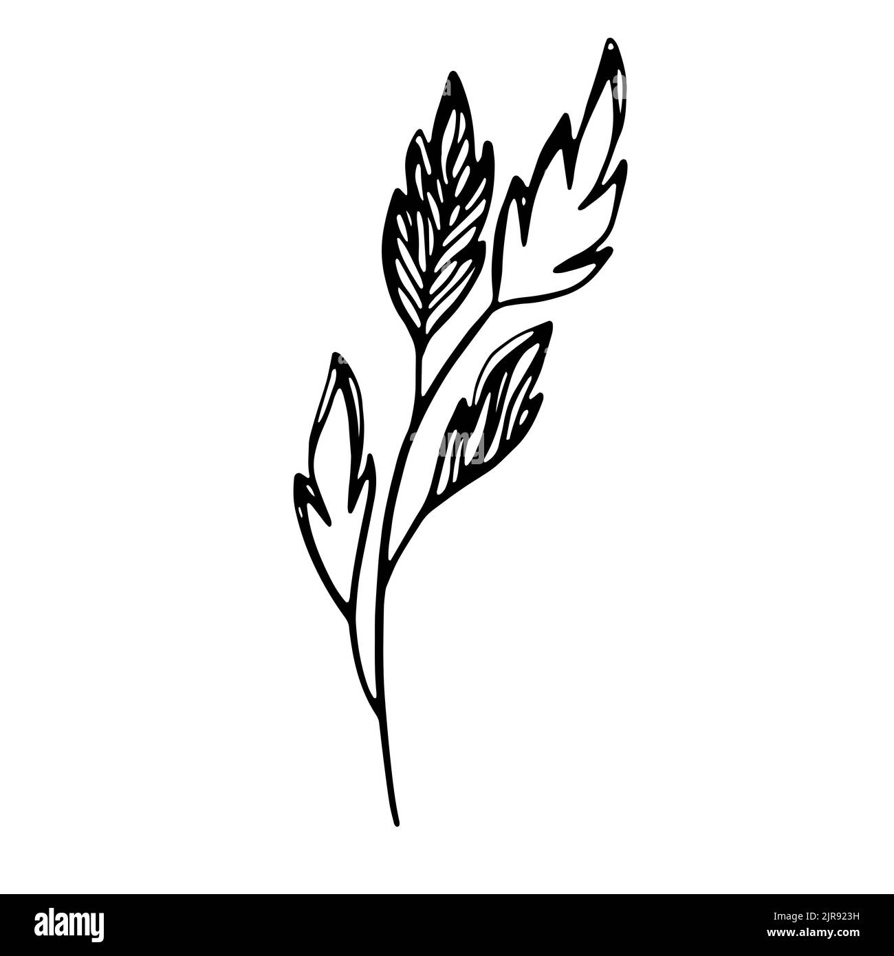 Delicate sketch of leaves. Vector illustration in hand drawn style ...