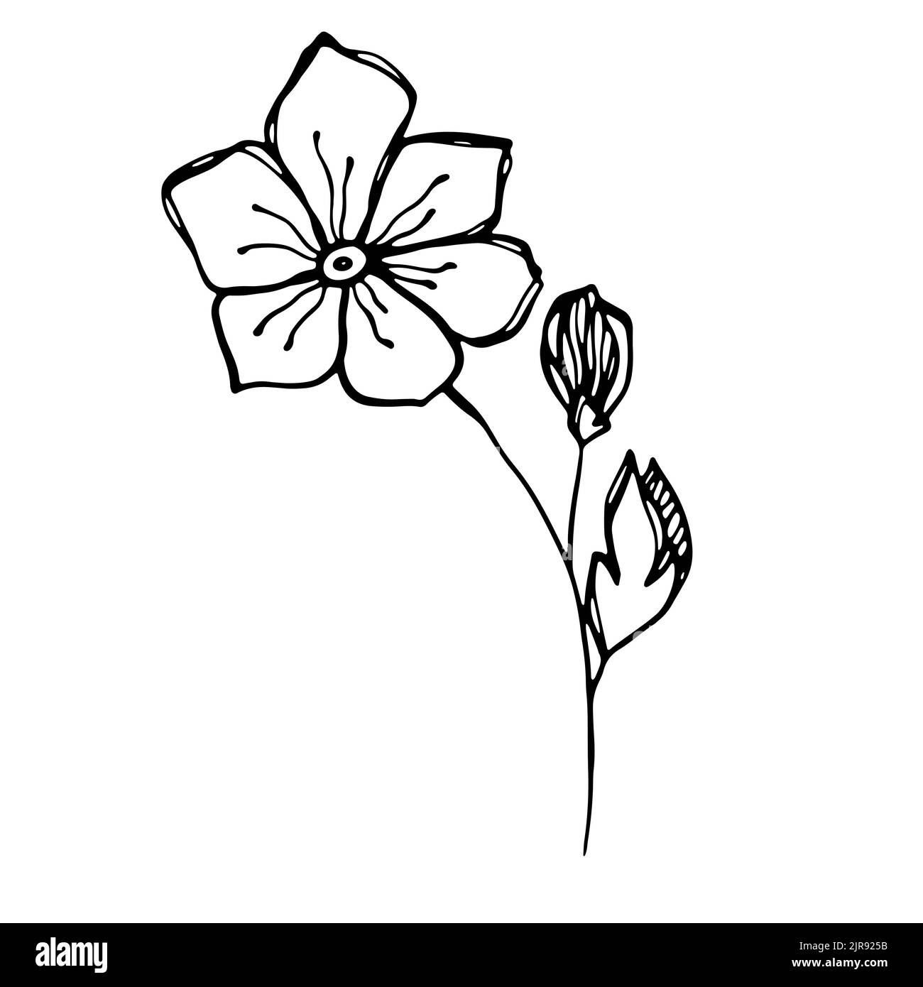 Delicate sketch of a spring flower. Vector illustration in hand drawn ...