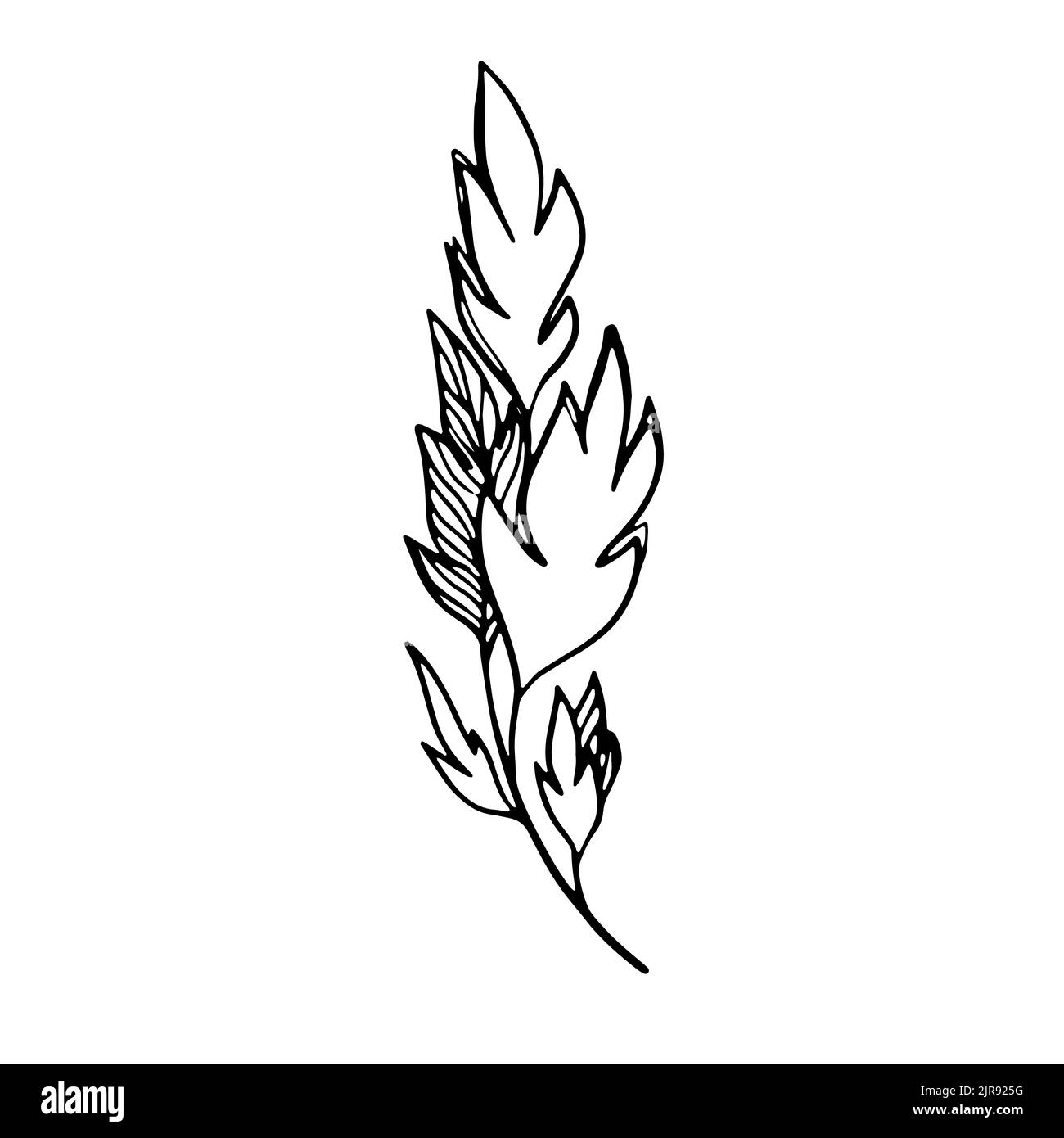 Delicate sketch of leaves. Vector illustration in hand drawn style ...
