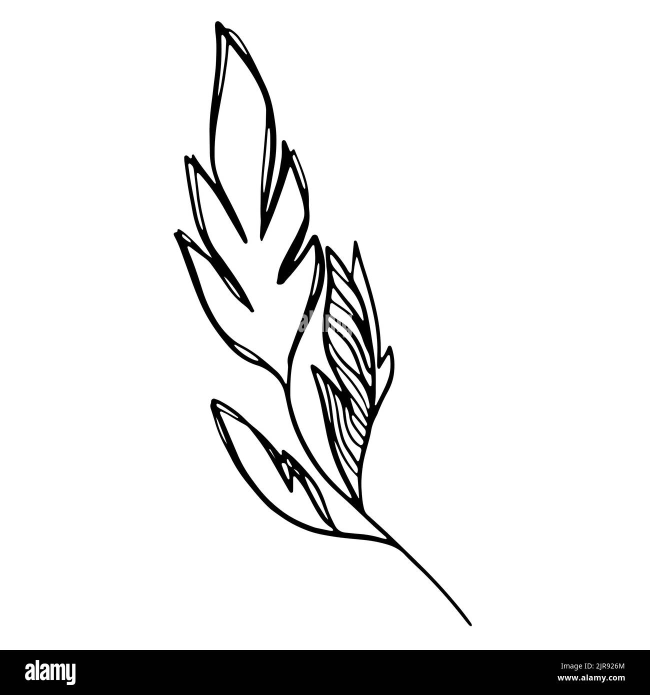 Delicate sketch of leaves. Vector illustration in hand drawn style ...