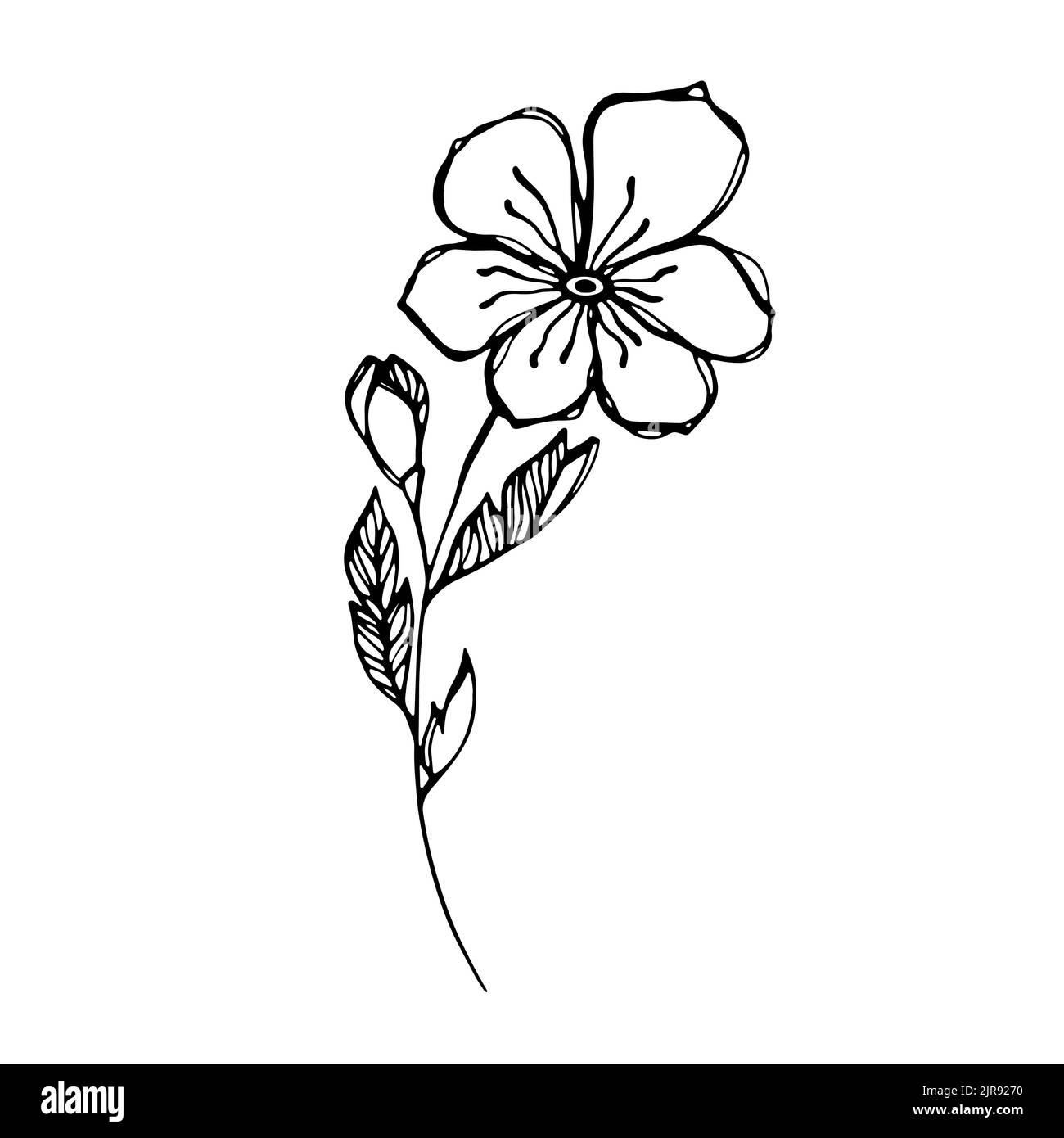 Delicate sketch of a spring flower. Vector illustration in hand drawn ...