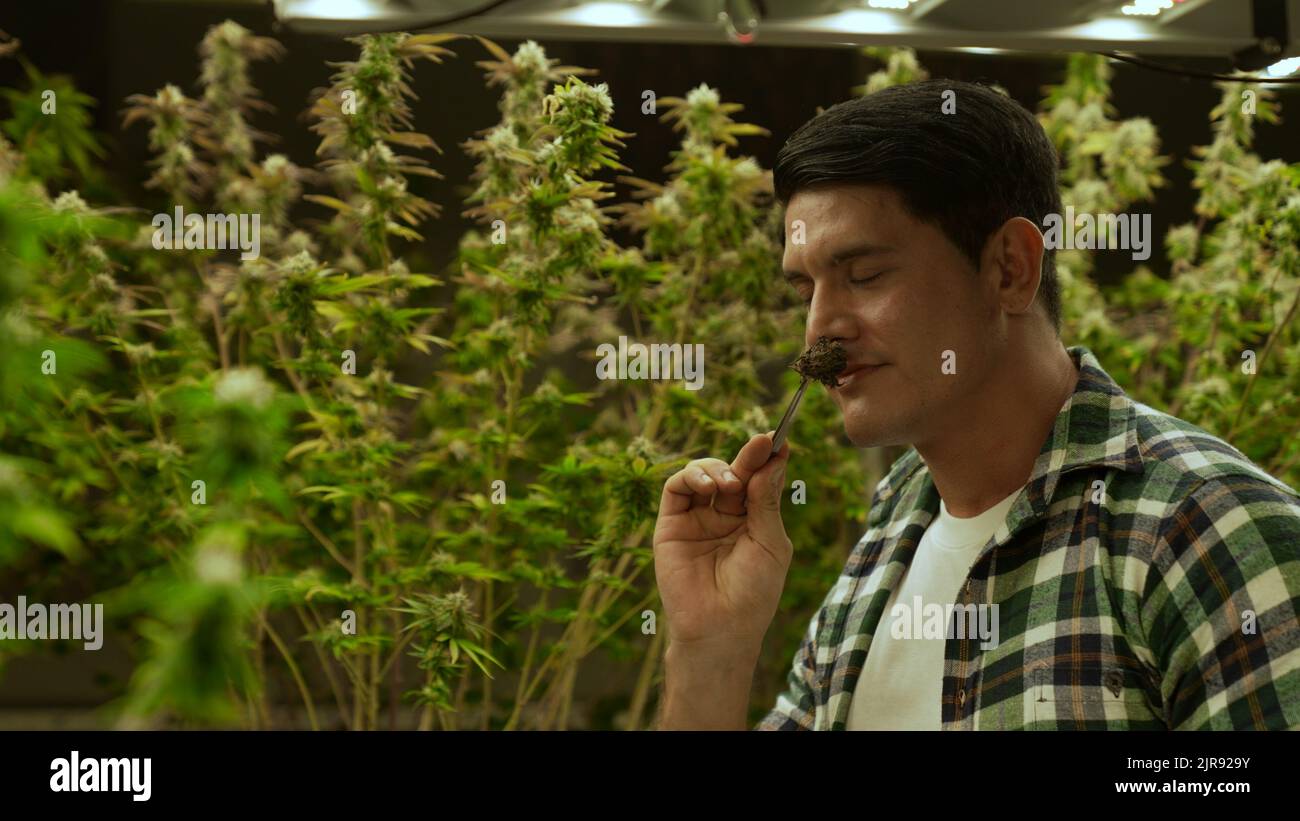 Marijuana farmer tests marijuana buds in curative marijuana farm before ...