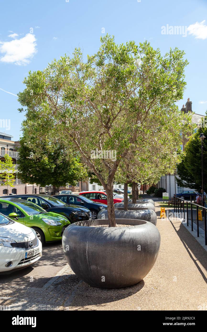 Small trees in pots hi-res stock photography and images - Alamy