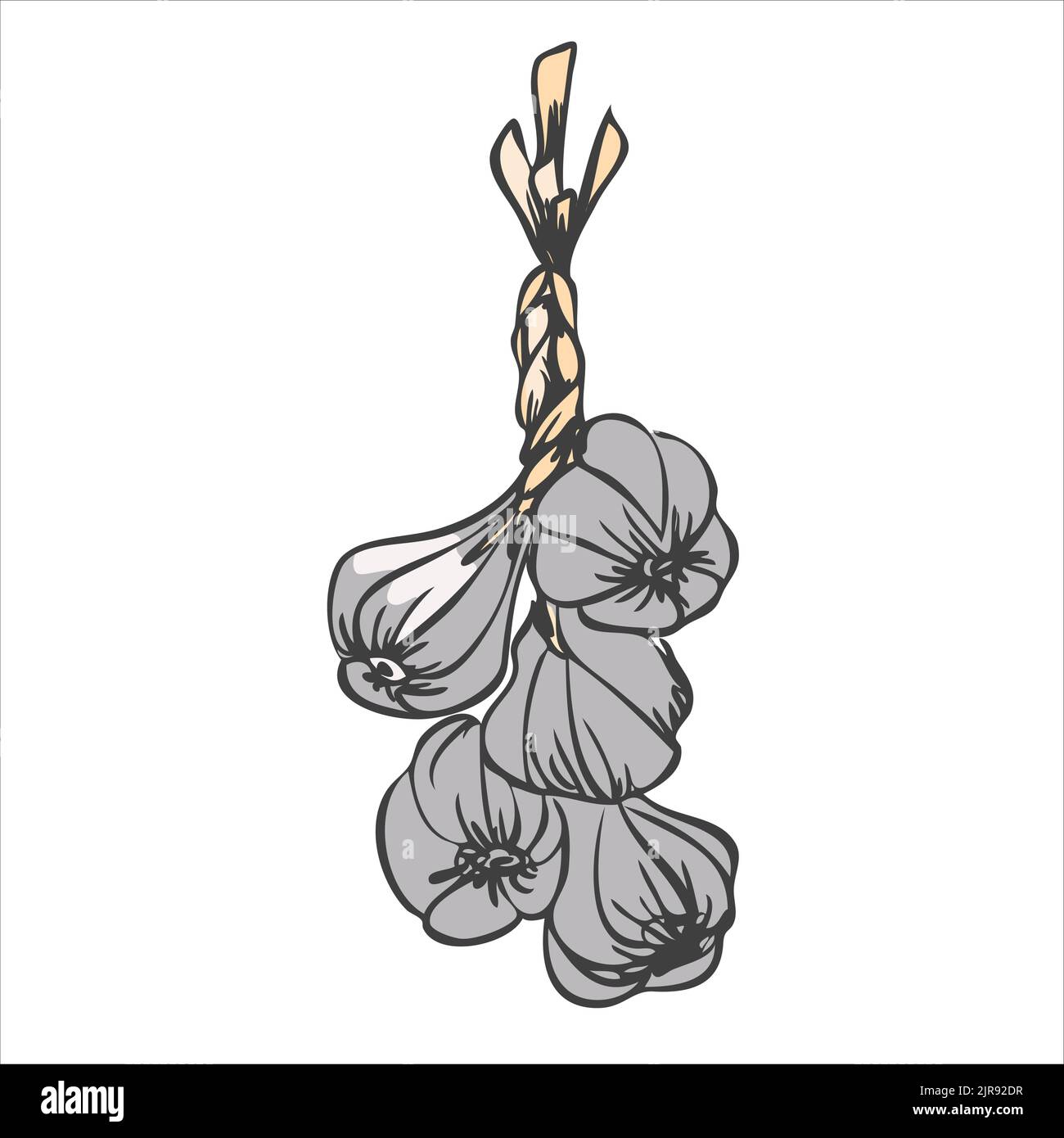 Garlic clove on kitchen Stock Vector Images - Alamy