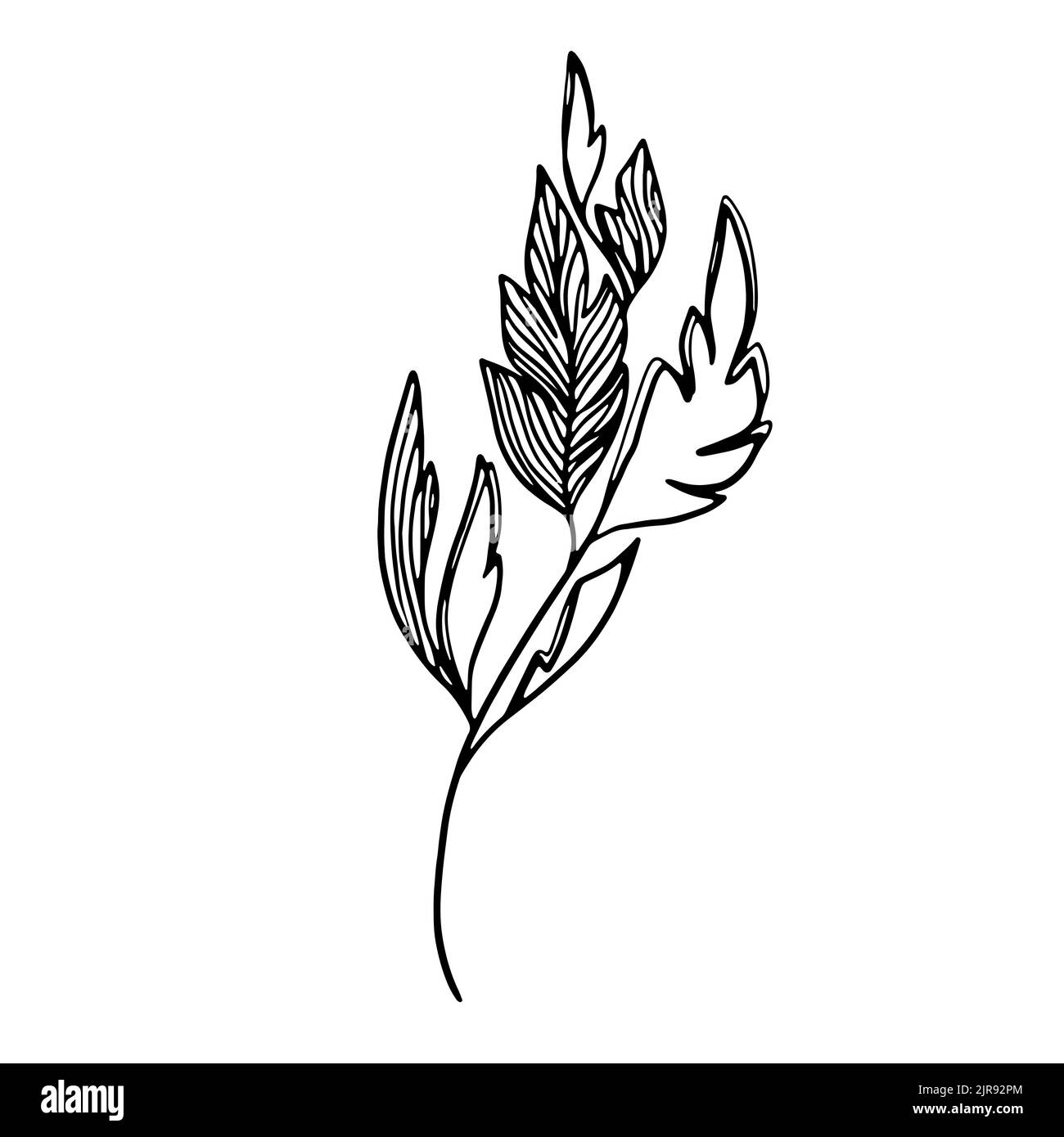 Delicate sketch of leaves. Vector illustration in hand drawn style ...