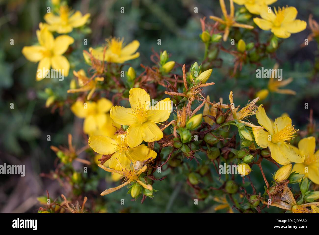 Saint-John's-wort yellow flowers in the field. Hypericum medicinal ...