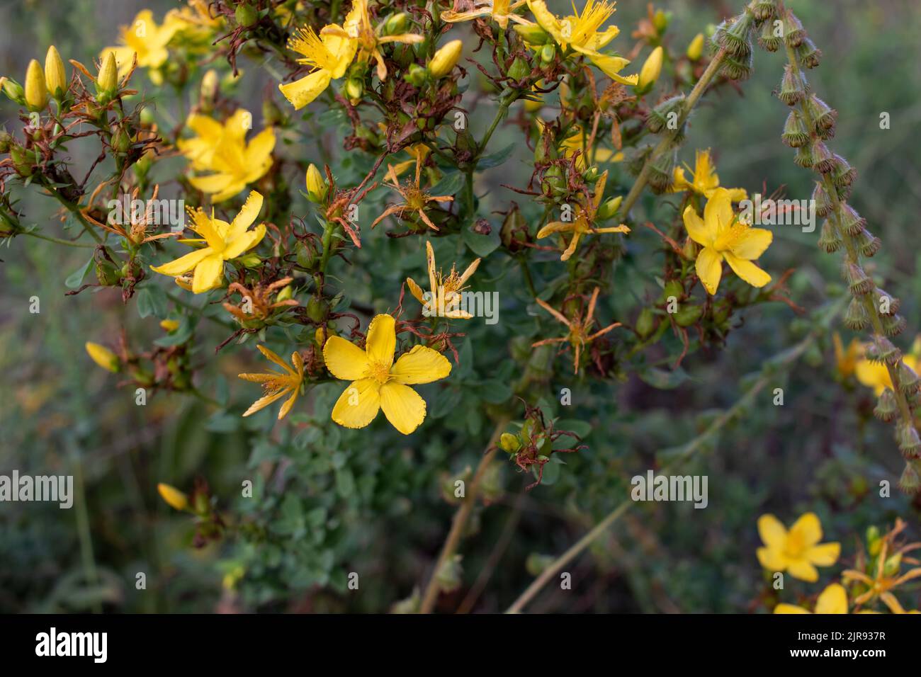 Saint-John's-wort yellow flowers in the field. Hypericum medicinal ...