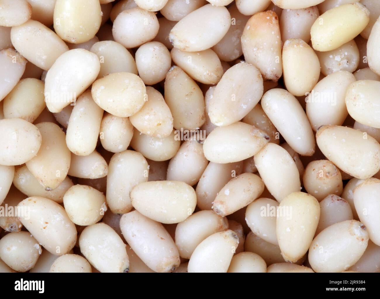 many cedar nut at day Stock Photo - Alamy