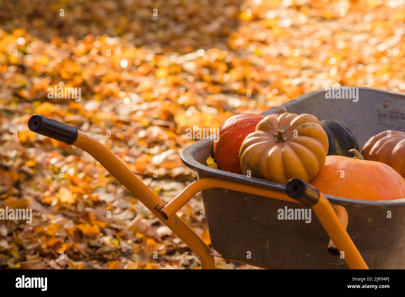 Orange pumpkins in the wheelbarrow stying on the autumnal maple leaves ...
