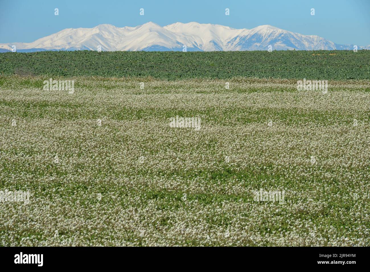 Landscape of a field and the snowy Pyrenees mountains Stock Photo - Alamy