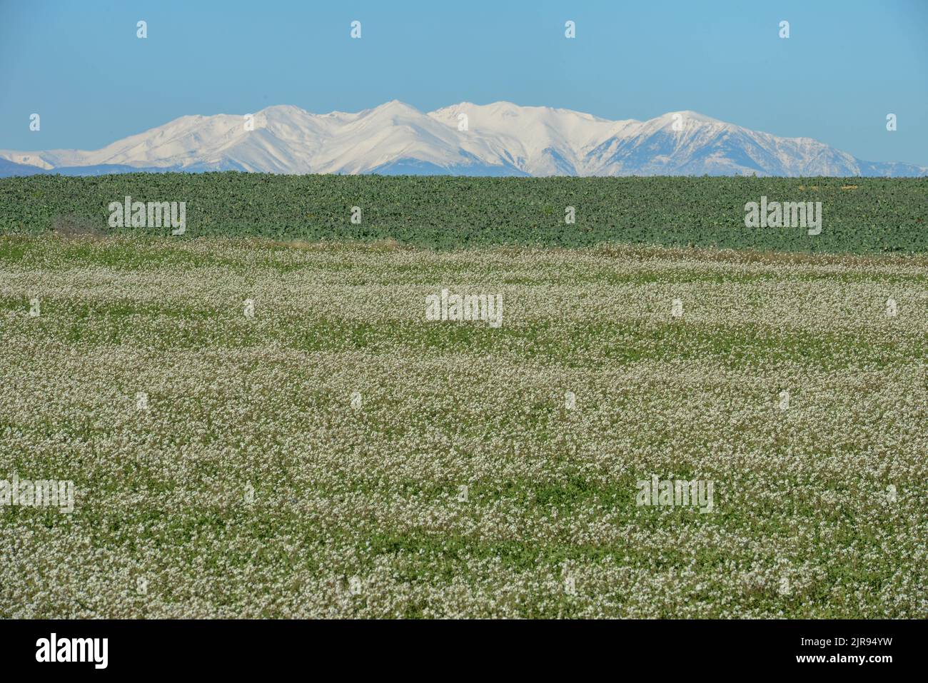 Landscape of a field and the snowy Pyrenees mountains Stock Photo - Alamy