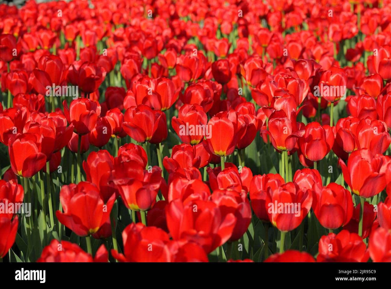 red tulip at spring on Earth Stock Photo - Alamy