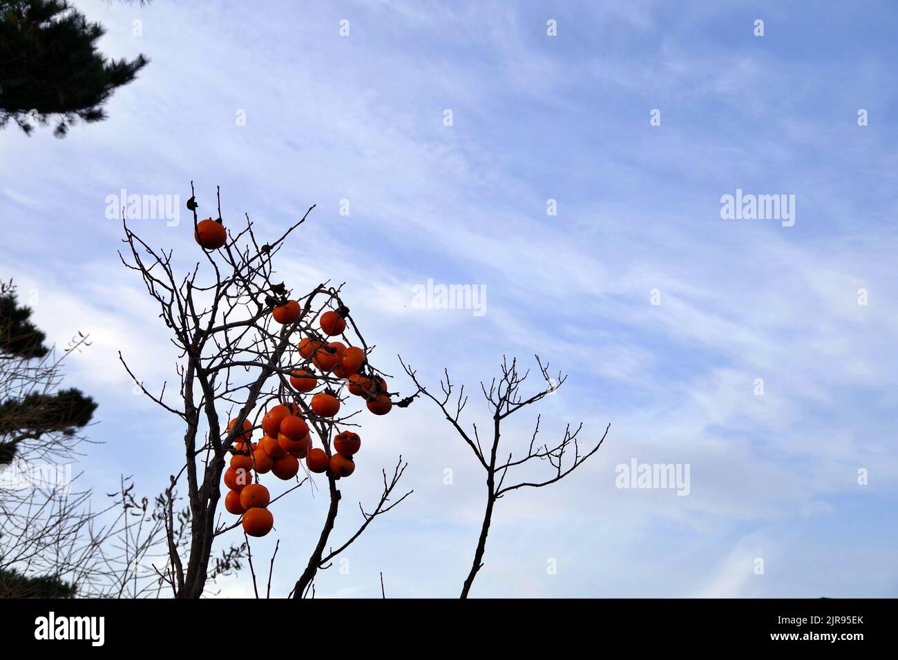 Autumn landscape, tree with hanging persimmons Stock Photo - Alamy