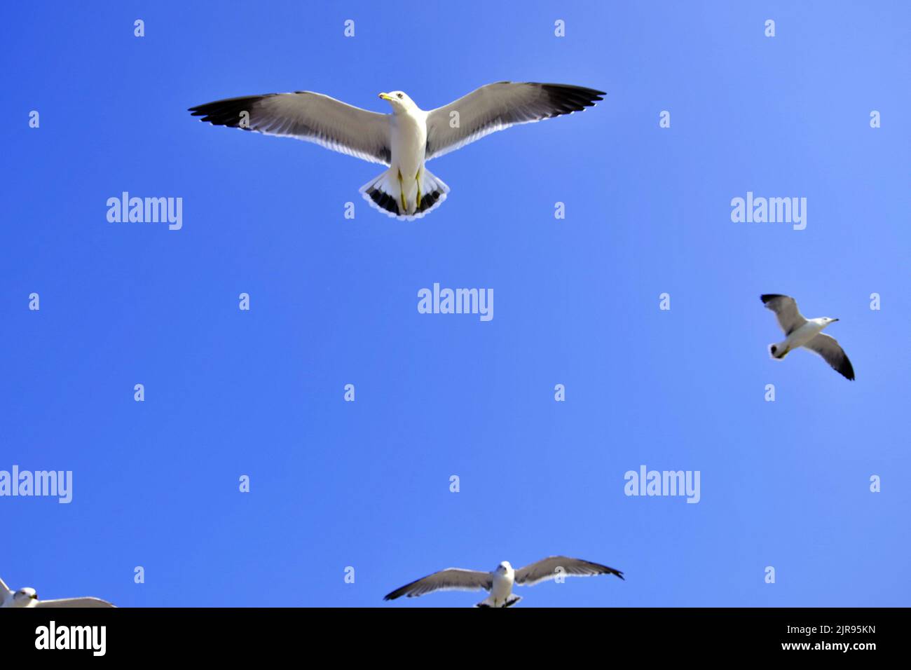 Gliding anima hi-res stock photography and images - Alamy