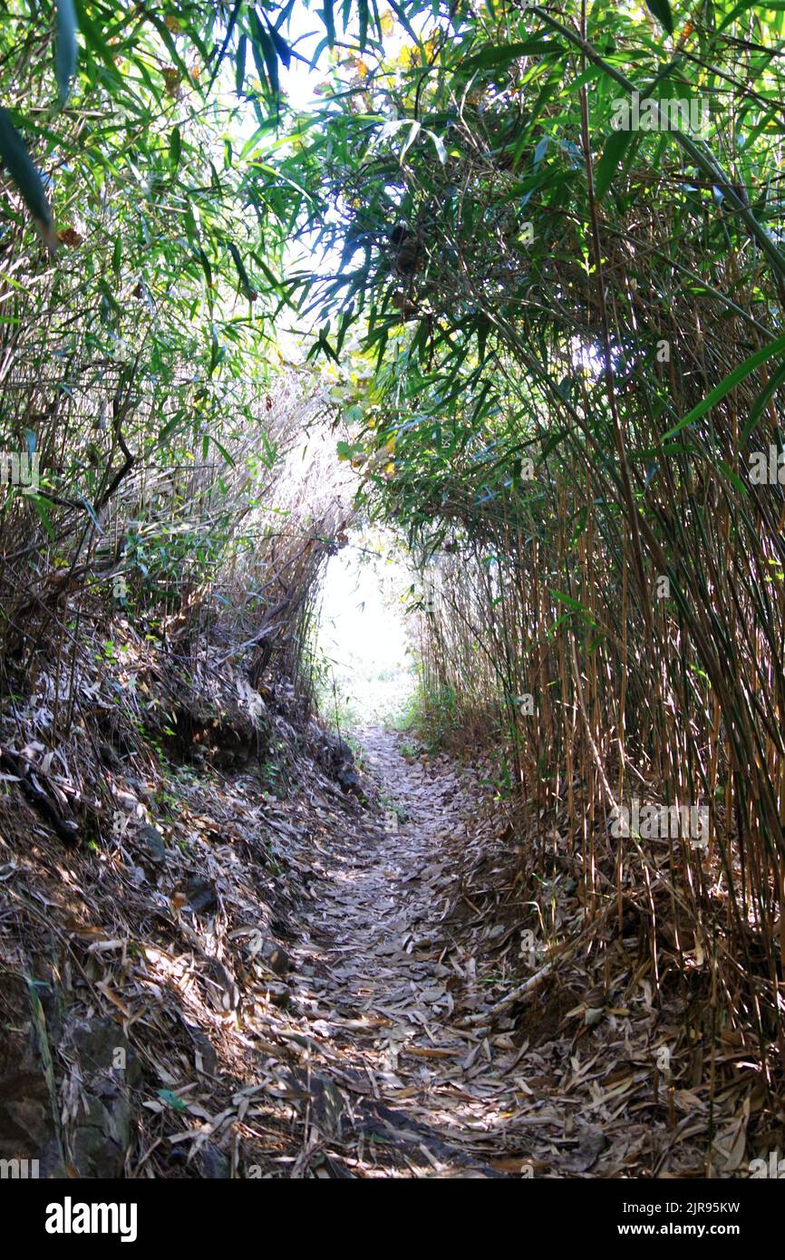 A pretty path I met while hiking Stock Photo - Alamy