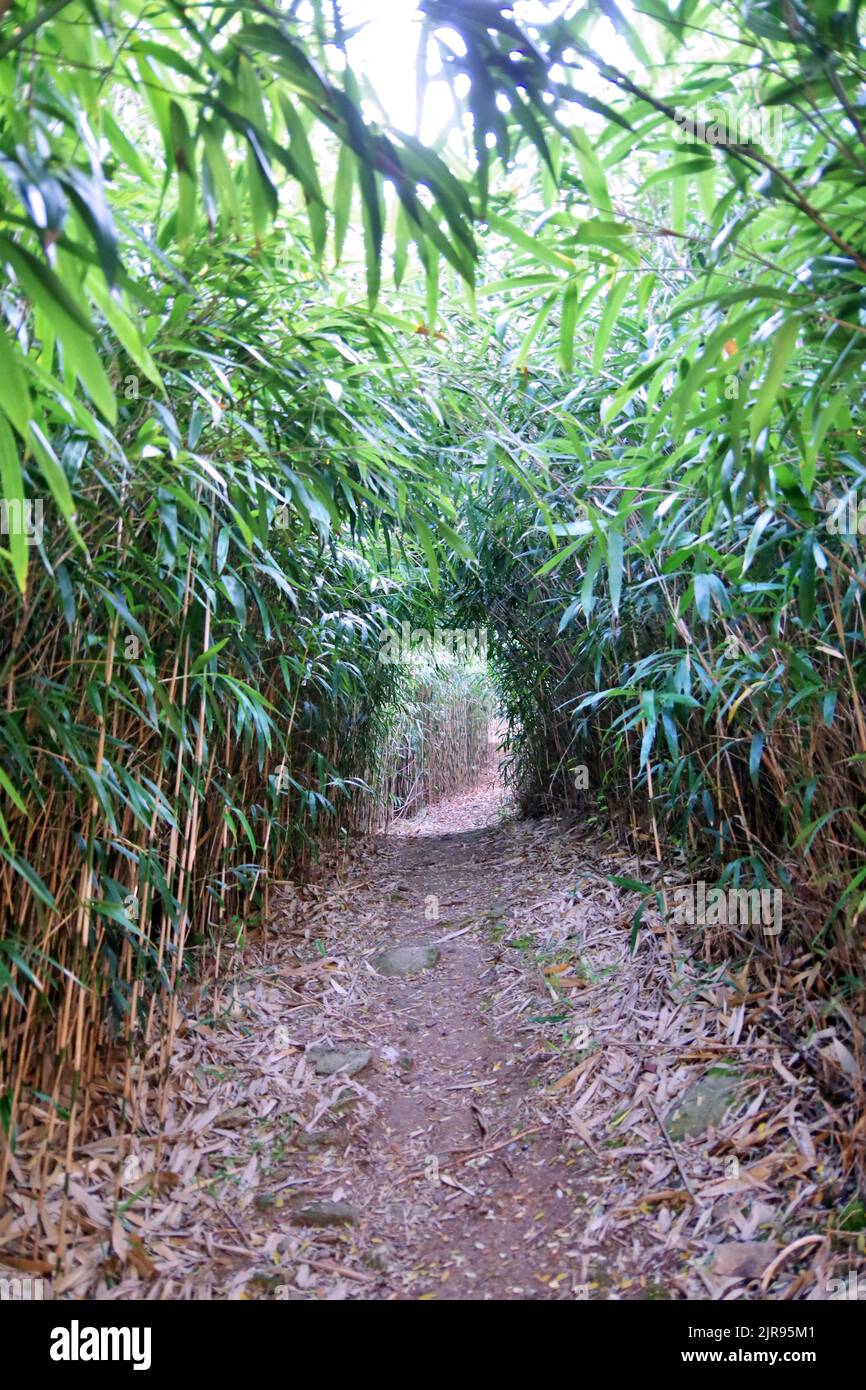 A pretty path I met while hiking Stock Photo - Alamy