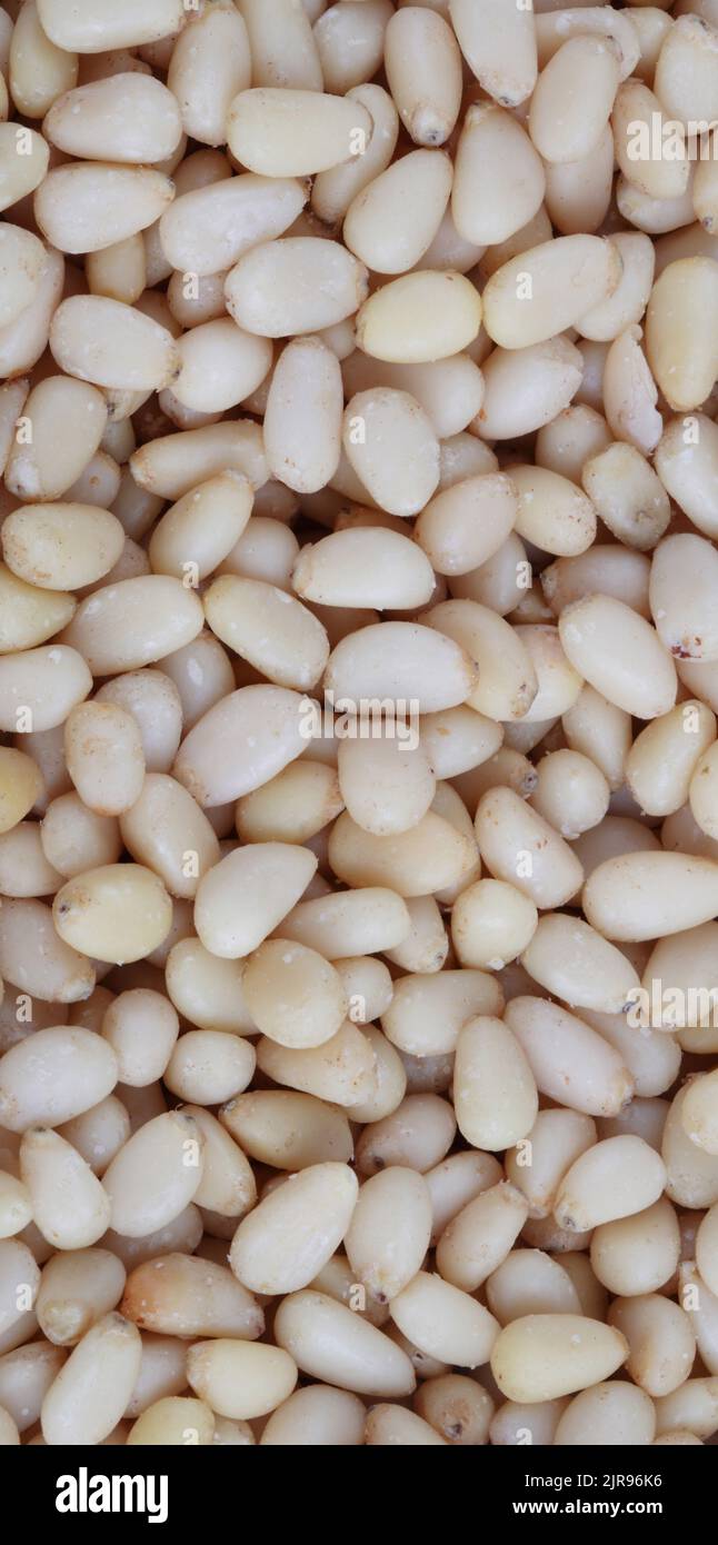 many cedar nut at day Stock Photo - Alamy