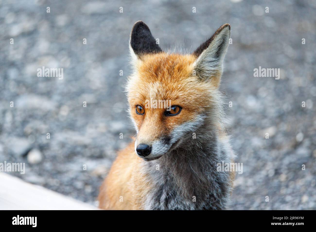 portrait of a red fox near an alpine hut Stock Photo - Alamy
