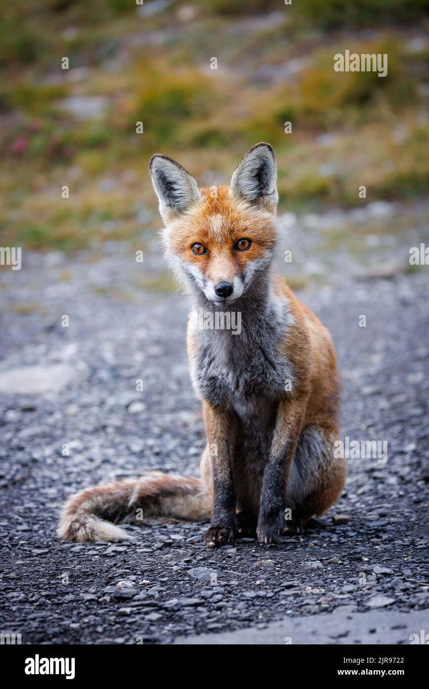 beautiful red fox (vulpes vulpes) sitting and looing at camera in Valais Stock Photo - Alamy