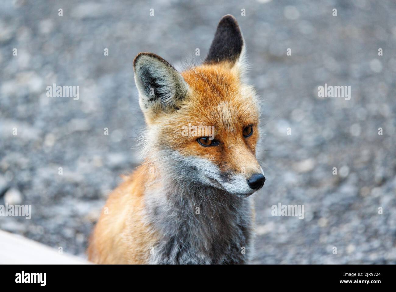 portrait of a red fox near an alpine hut Stock Photo - Alamy
