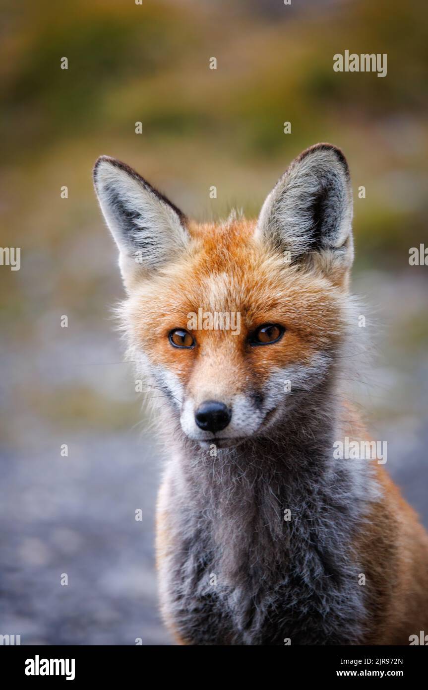 portrait of a red fox near an alpine hut Stock Photo - Alamy