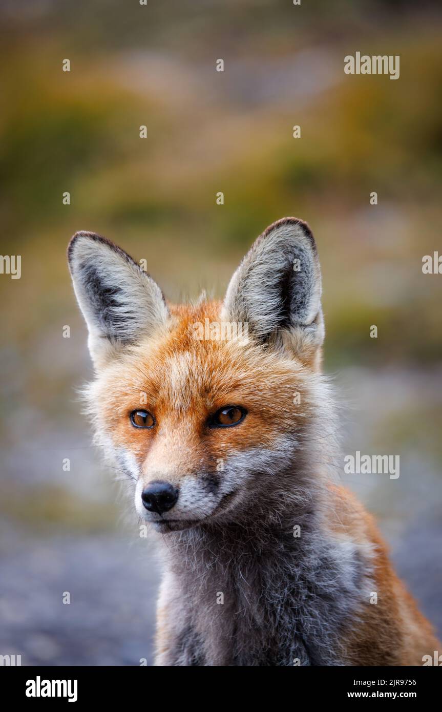 portrait of a red fox near an alpine hut Stock Photo - Alamy