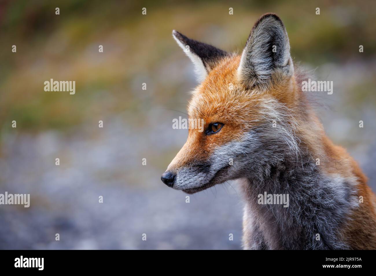 portrait of a red fox near an alpine hut Stock Photo - Alamy