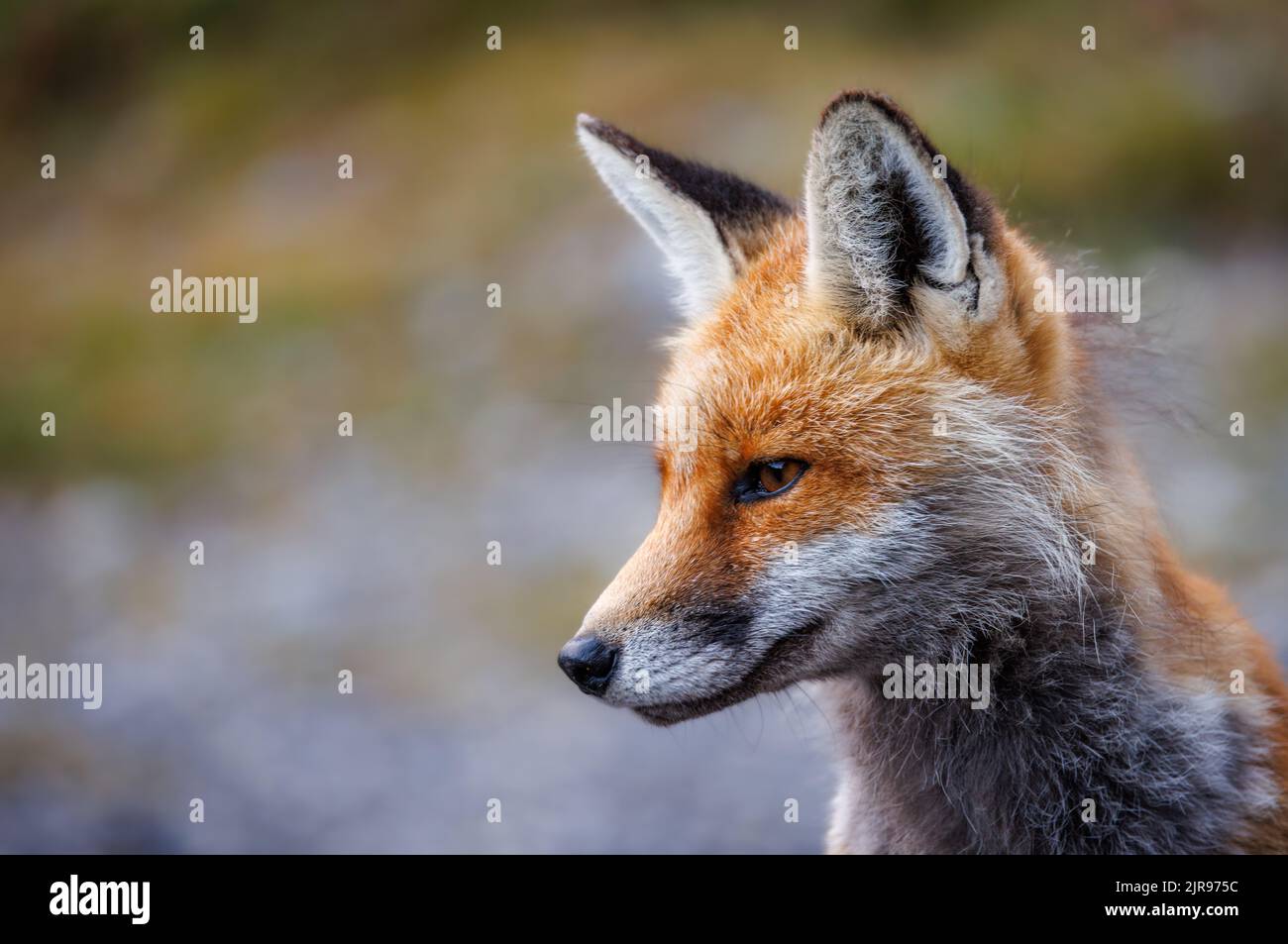 portrait of a red fox near an alpine hut Stock Photo - Alamy