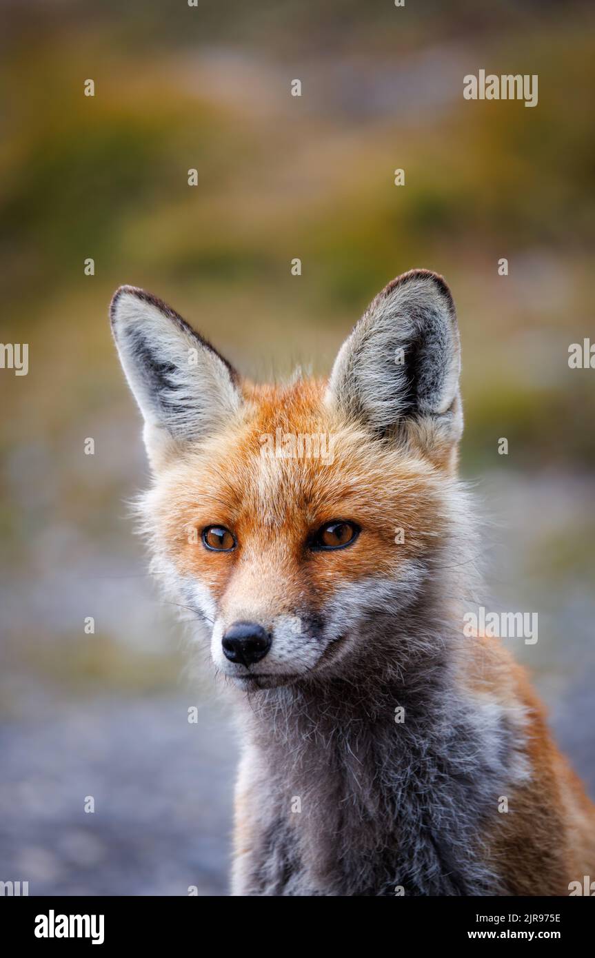 portrait of a red fox near an alpine hut Stock Photo - Alamy
