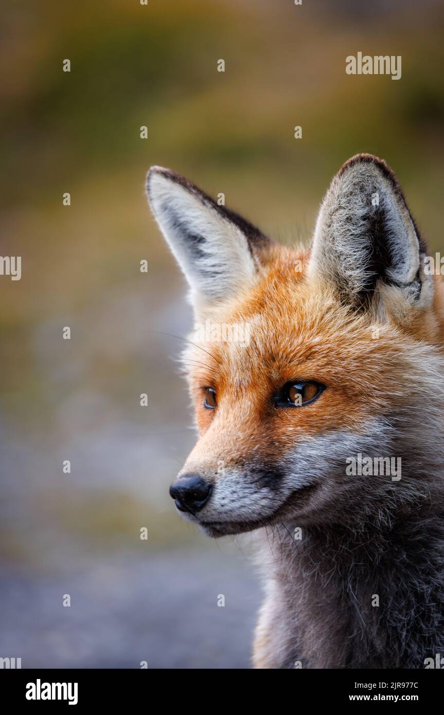 portrait of a red fox near an alpine hut Stock Photo - Alamy