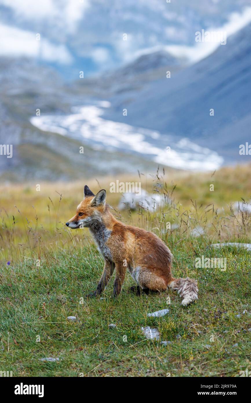 red fox (Vulpes vulpes) sitting on Gemmi Pass in Valais Stock Photo - Alamy