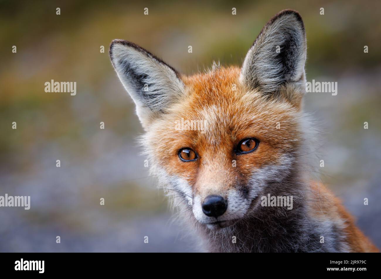 portrait of a red fox near an alpine hut Stock Photo - Alamy