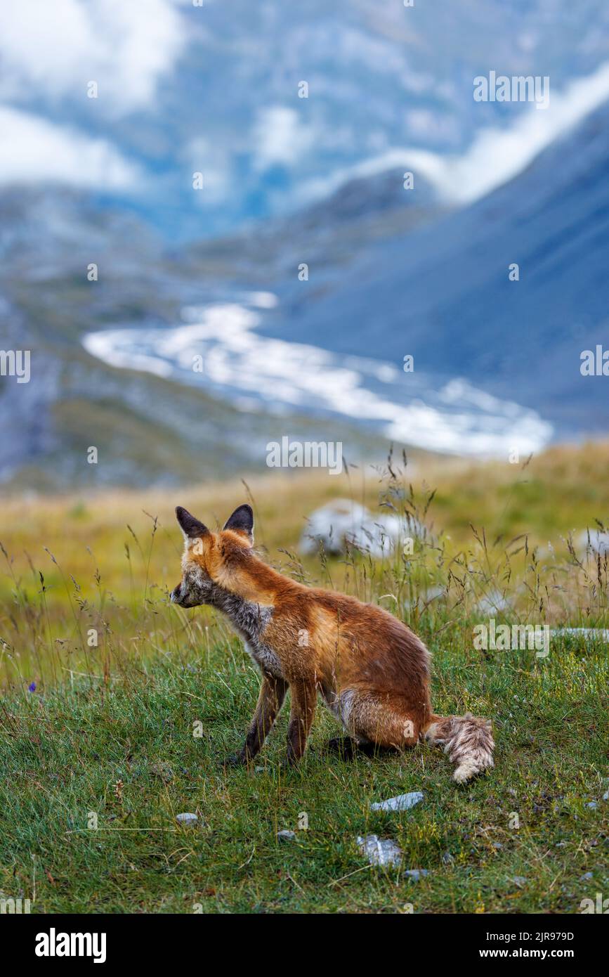 red fox overlooking his territory on Gemmi Pass in Valais Stock Photo ...