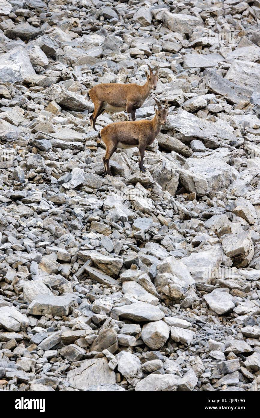 two ibex on rocks in valais Stock Photo - Alamy