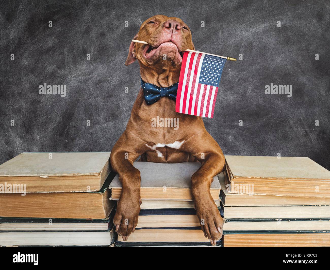 Back to school. Lovable, adorable puppy and vintage books Stock Photo ...