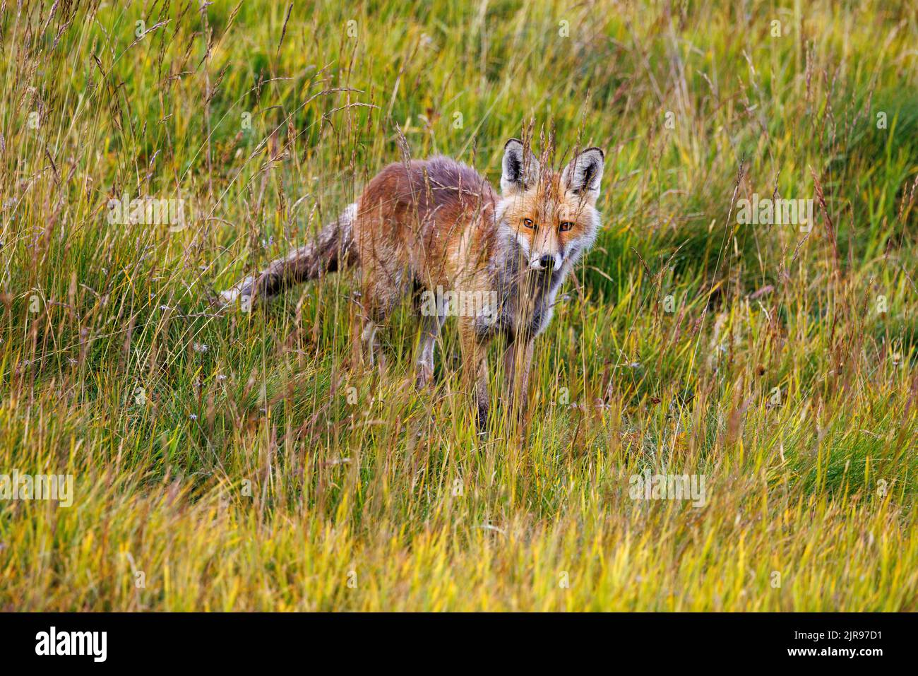 beautiful red fox (vulpes vulpes) in high alpine grass in Valais Stock Photo - Alamy