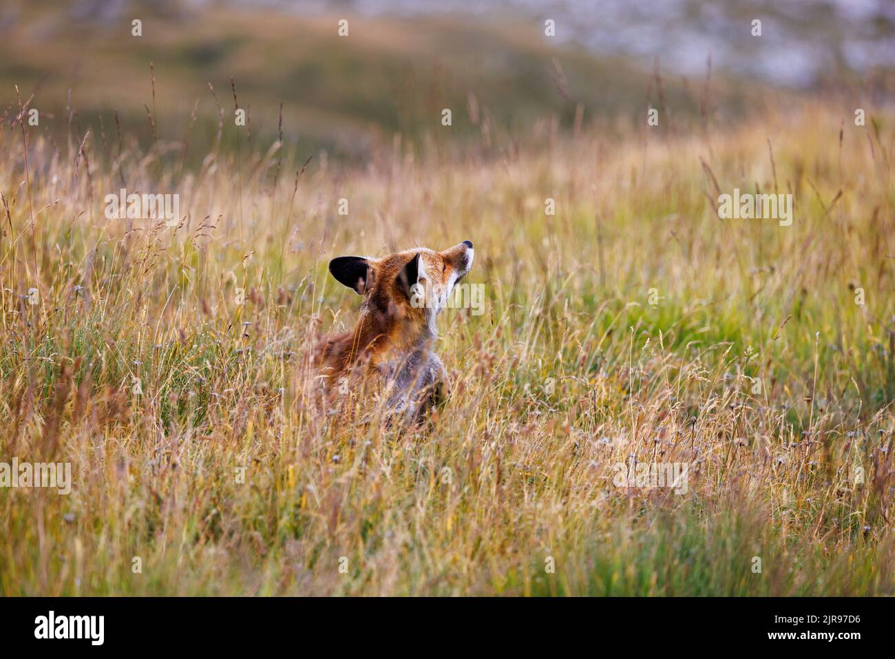 beautiful red fox scratching (vulpes vulpes) in high alpine grass in ...