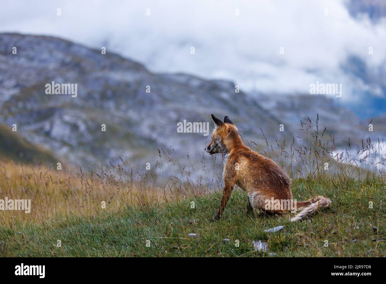 red fox overlooking his territory on Gemmi Pass in Valais Stock Photo - Alamy