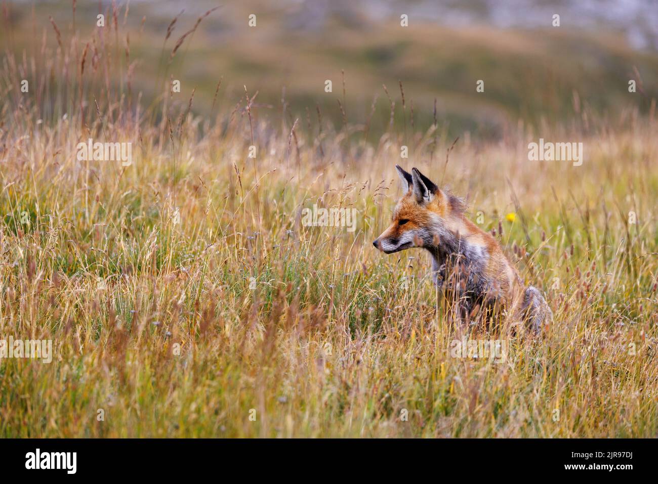 beautiful red fox (vulpes vulpes) hunting in high alpine grass in Valais Stock Photo - Alamy