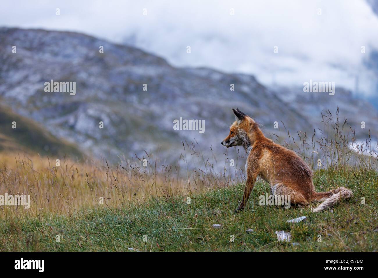 red fox overlooking his territory on Gemmi Pass in Valais Stock Photo - Alamy