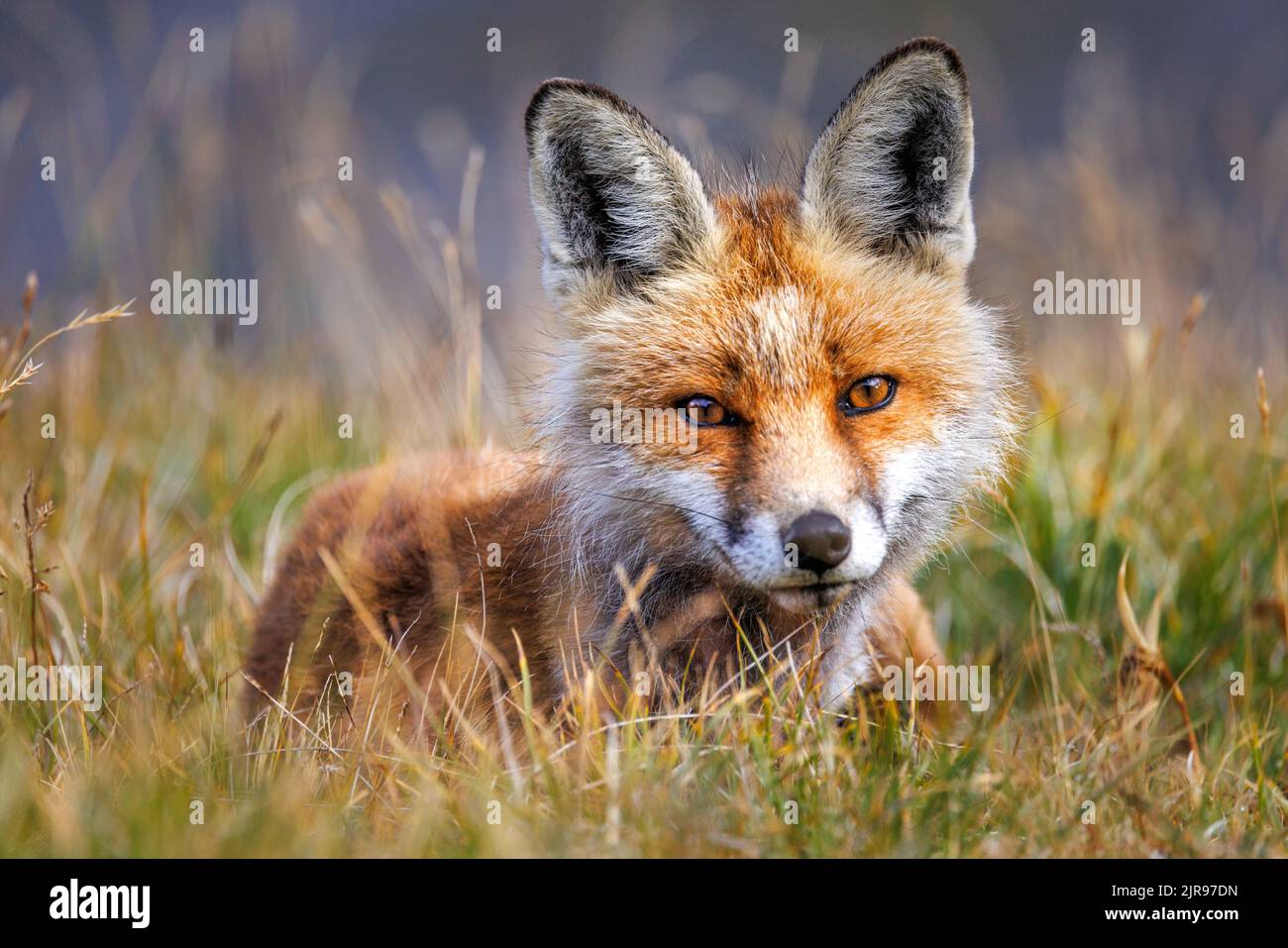 beautiful red fox (vulpes vulpes) lying in high alpine grass in Valais Stock Photo - Alamy