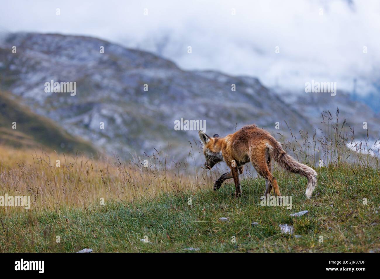 red fox walking away on Gemmi Pass in Valais Stock Photo - Alamy